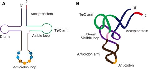 Definicao De Anticodon