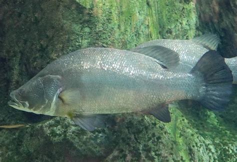 Nile Perch