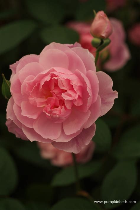 Rosa ‘mortimer Sackler Pumpkin Beth