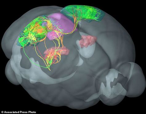Scientists Reveal The Landmark Wiring Diagram Of Mouse Brain And Say It Could Help Explain
