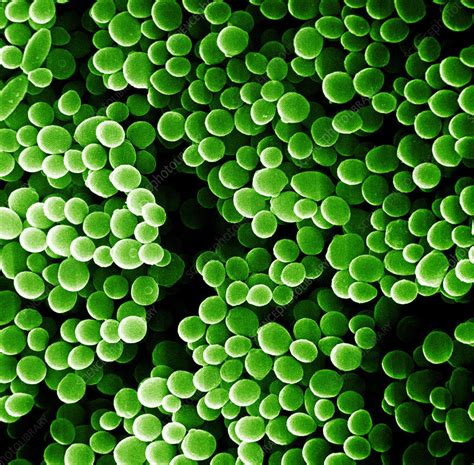 Staphylococcus Aureus Sem Stock Image C028 2524 Science Photo Library
