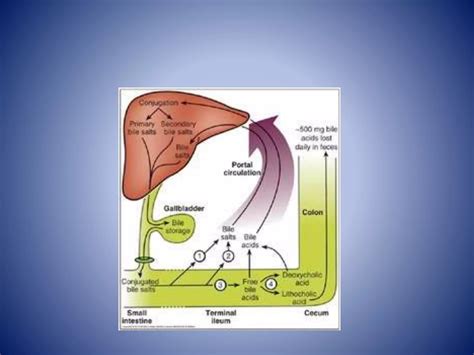 Enterohepatic Circulation And Hepatic Portal Circulation Pptx
