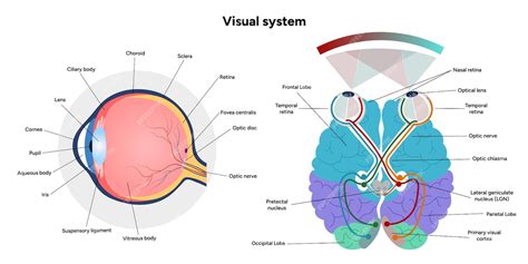 Premium Vector Brain Anatomy Areas Parts Functions Colorful Section Infographic Diagram And