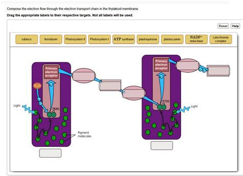 Compose The Electron Flow Through The Electron Transport Chain In The Thylakoid Membrane Drag