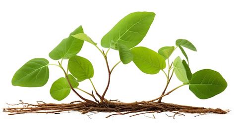 Premium Ai Image Leaf Stem Root Elevation Side View