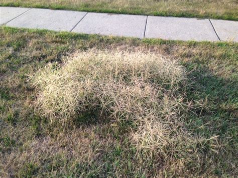 Windmill Grass Chloris Verticillata Turfgrass