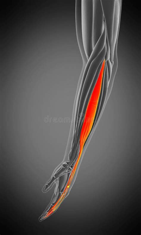 Extensor Digitorum Stock Illustration Illustration Of Strength 168620642