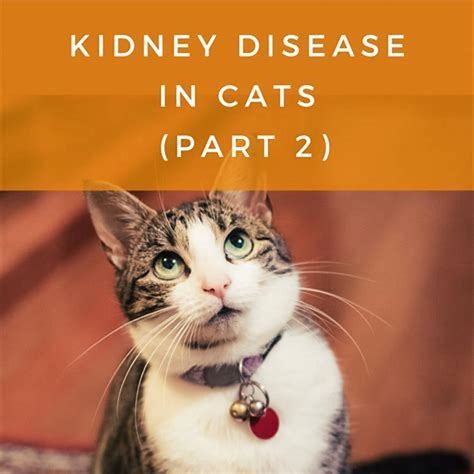 How Do You Prevent Distemper In Cats Diy Seattle