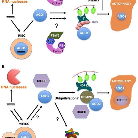 Brahma Associated Factor Baf Complexes During Embryogenesis Download Scientific Diagram