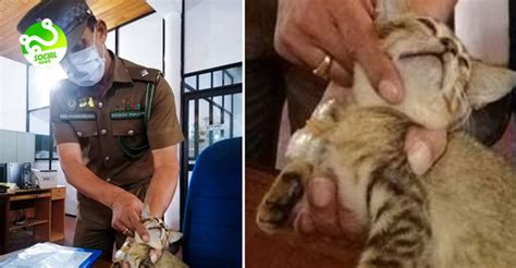 ឆ្មា មួយ ក្បាល ត្រូវ ជាប់ គុក នៅ ស្រីលង្កា ព្រោះ តែ មូលហេតុ ដ៏ នឹក ស្មាន មិន ដល់ Sabay News