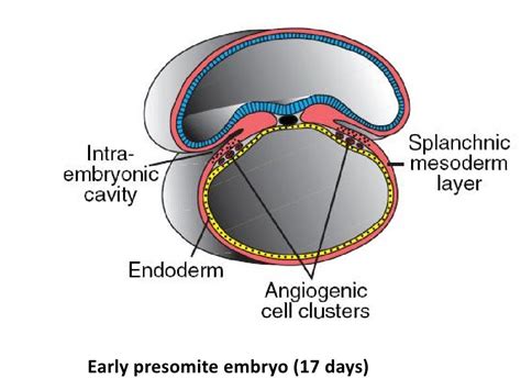 Embryology Cardiovascular System Heart Development