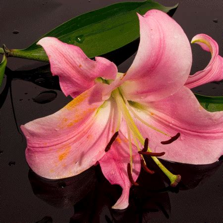 Lily Flower  58 Koleksi Gambar