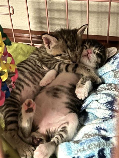 Cute Kittens Cuddle Together In Metal Bed