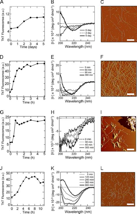 Formation Of Amyloid Fibrils By Hiapp Monitored Using The Tht Binding Download Scientific