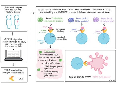 Til Going Viral Detection Of Tcr Cross Specificity For Viral And Tumor Antigens