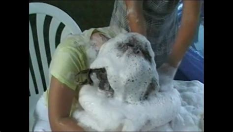 Free Shampoo Porn Videos XHamster Free Shampoo Porn Videos XHamster