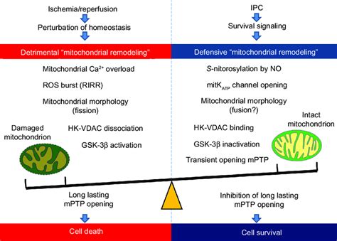 Bidirectional Detrimental And Defensive Mitochondrial Remodeling In