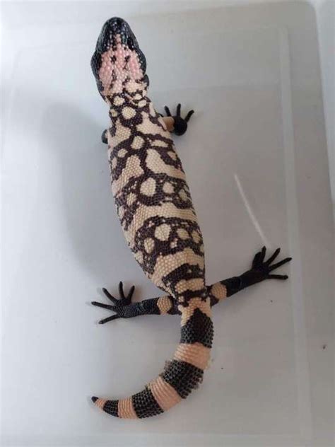 Heloderma Suspectum Cinctum Gila Nz20 And Nz21