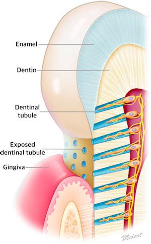 Dentine Tubules Images Dentin Wtsitb
