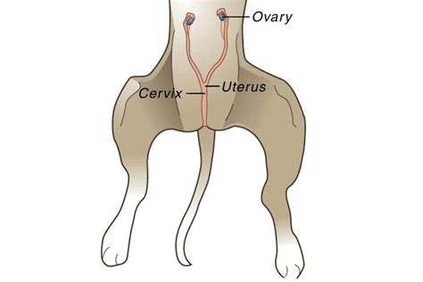 Animal Uterus