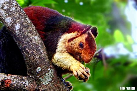 The Giant Technicolor Squirrels Living In The Forests Of India Great
