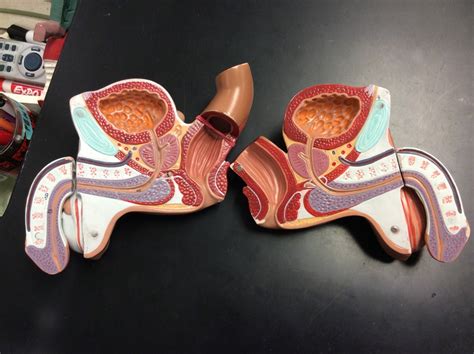 Male Reproductive 4 Diagram Quizlet