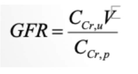 L13 Glomerulus Ultrafiltration Flashcards Quizlet