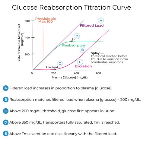 Physiology Glossary Glucose Reabsorption And Titration Curve Ditki
