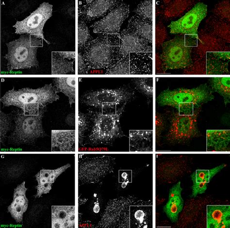 Colocalization Analysis Of Reptin And Appl1 Proteins Hela Cells Grown