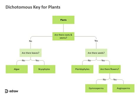 Dichotomous Key For Plants Free Editable Template