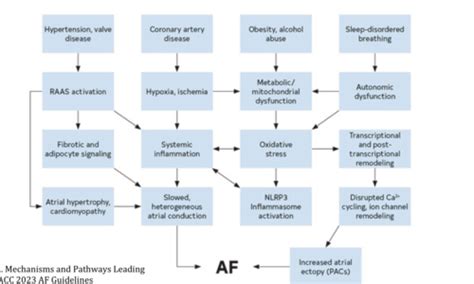Atrial Fibrillation And Flutter Flashcards Quizlet
