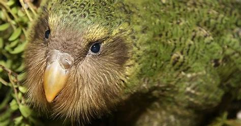 Sure The Blobfish Was The Worlds Ugliest But Dont Forget The Runner