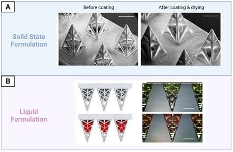 Loading Solid And Liquid Formulations On L Maps A Solid State Download Scientific Diagram