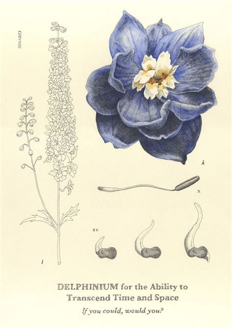 Delphinium Drawing