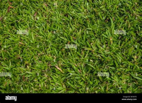 Close Up Of Fresh Green Grass With Soft Light In Garden Outdoor