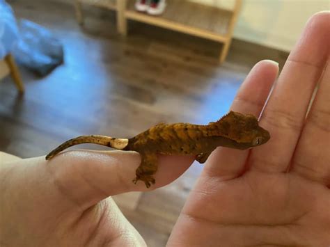Morph And Possibly Sex R Crestedgecko