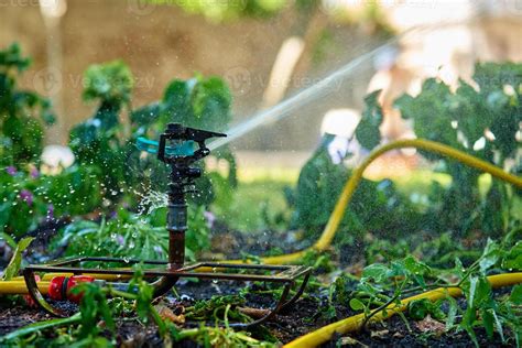 Garden Sprinkler Watering Lush Green Plants In Backyard With Trees And