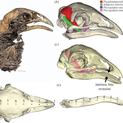 A Illustration Of Mummified Megalapteryx Didinus Nmnz S400 Credit Download Scientific