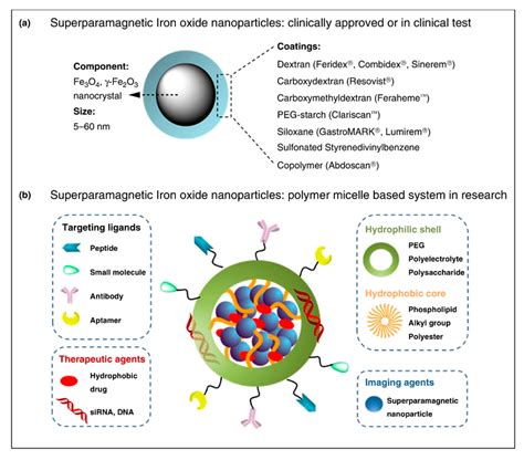 Diagram Of Superparamagnetic Iron Oxide Nanoparticles Spions