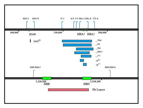 Figure 1 From Identification Of Rare Thalassemia Variants Using Third Generation Sequencing