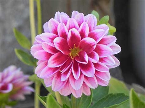 Tudo Sobre A Flor Dália Características Nome Científico E Fotos