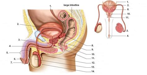 Diagram Of Biology 30 Reproductive System Quizlet