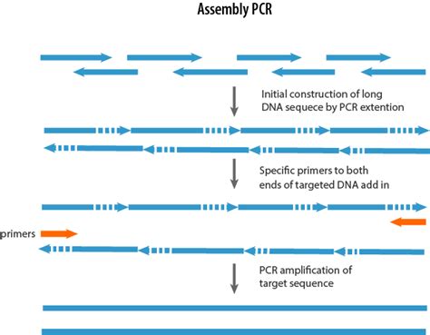 Pcr Amplification