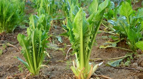How To Plant Grow And Care For Chicory