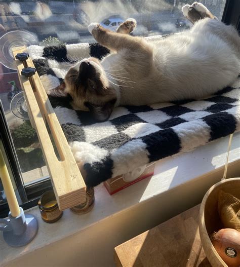 What kind is my little guy? : r/Siamesecats