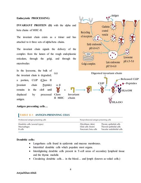 Antigens Processing And Presentation Mid Pdf