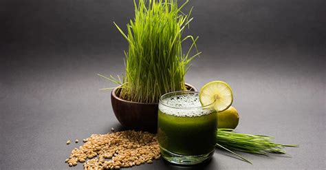 What Is Wheatgrass Benefits And Uses