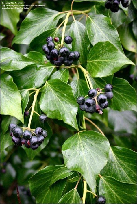 Plantfiles Pictures Hedera Species Common Ivy English Ivy Hedera Helix By Kennedyh