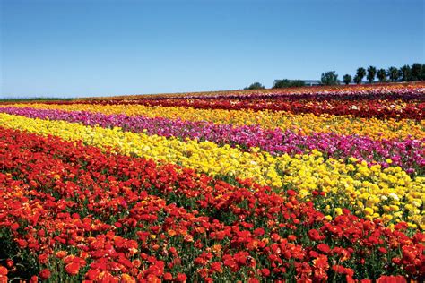 [300 ] Flower Field Wallpapers