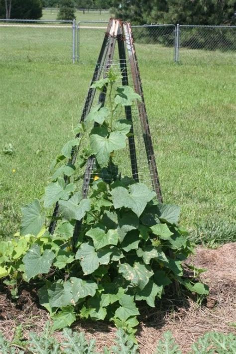 Как сделать самые удобные и надёжные опоры для огурцов | Garden trellis ...